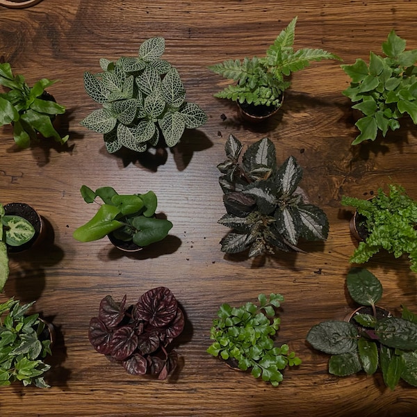 Mini Terrarium Plants 6 Plants 2 Pots Fairy Garden Plants Assorted ...