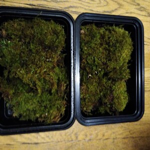2 Pack Pixie Cup Live Lichen Moss for Terrariums Fairy Gardens | Etsy