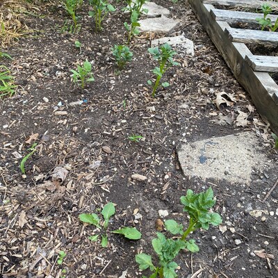 LORIENT SHALLOT Sets Non-gmo Bulbs, Garden Seed Shallots Traditional ...