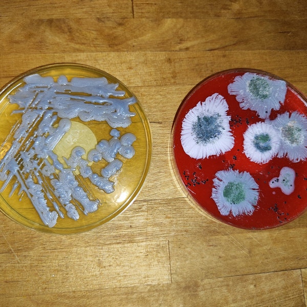 PETRI SOAP, Petri Dish, Cultive Soap, Science Soaps, Biology Soaps ...