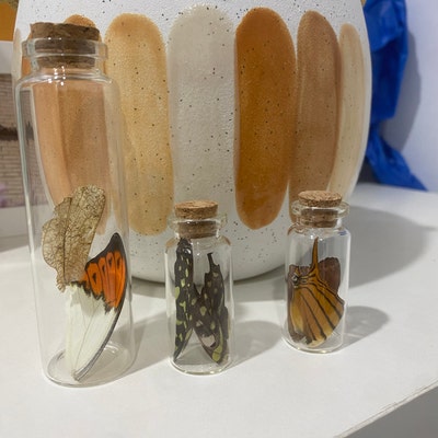 Mini Butterfly Wings in Glass Curio Bottle Real Butterfly - Etsy Australia