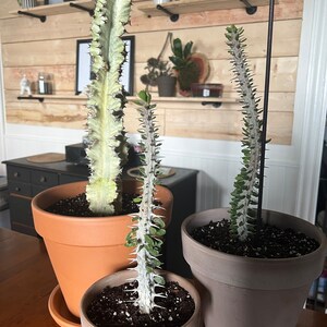 False Ocotillo 2 Plants, Fully Rooted, Procera, Drought Resistant ...