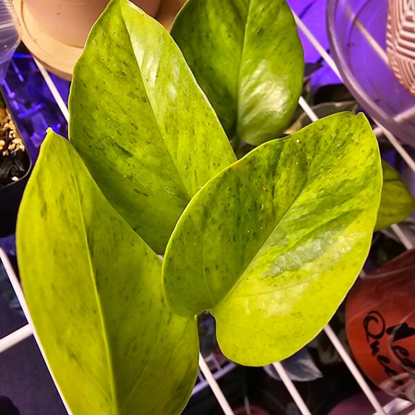 Teruno Carnival Pothos - RARE Japanese Pothos - Terunoworld Series #6 ...