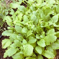 HEAVEN BLUE MILKWEED Tweedia Seeds - Rare Blue Milkweed / Blue Milkweed ...