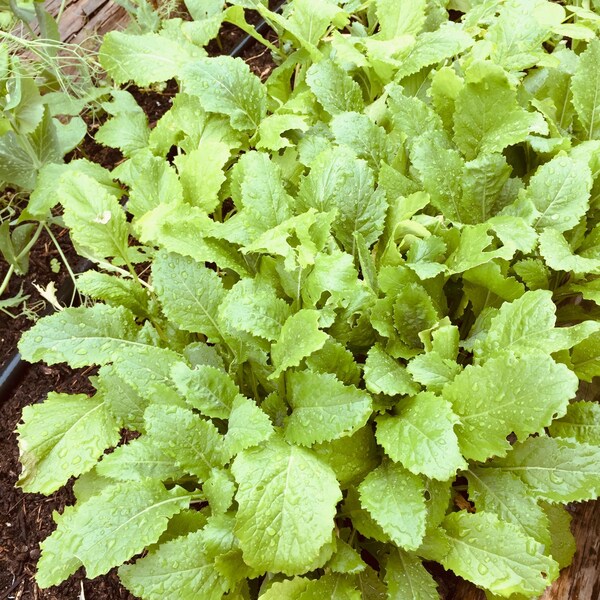 DOUBLE BUTTERFLY SNAPDRAGON Flower Seeds Bronze Antirrhinum Rare Snap ...