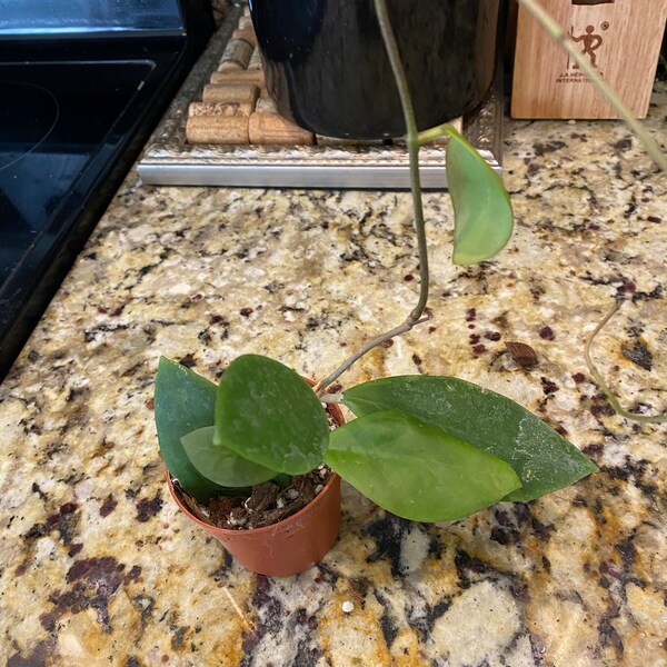 Scindapsus 'jadę Satin' yellow Variegation 4 - Etsy