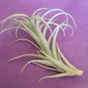 Fossil Planter Rustic Ceramic Plant Pot Succulent Air | Etsy