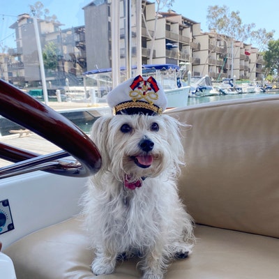 Captain Hat for Dog or Cat Small Animal Doll /halloween Pet Hat ...