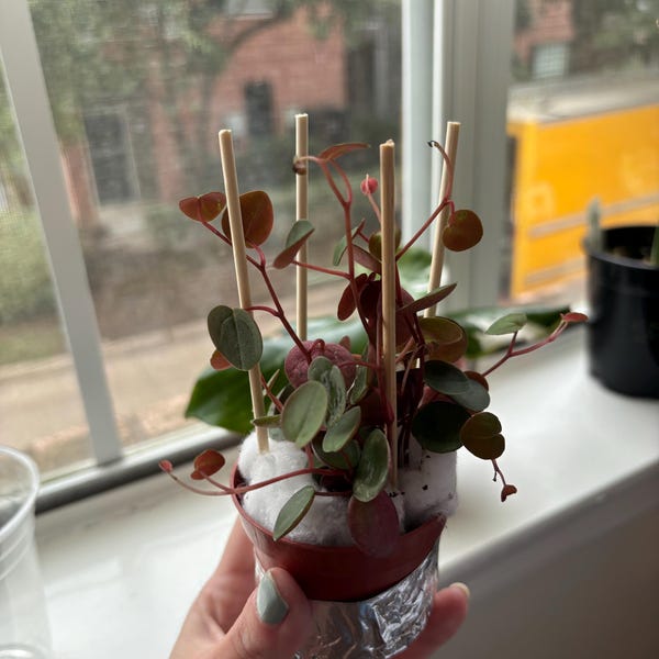 Peperomia Ruby Cascade, Trailing Peperomia, Trailing Plant, Hanging ...