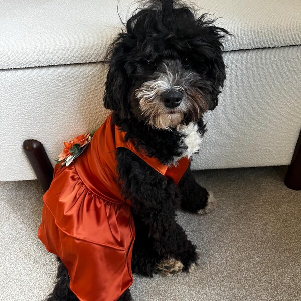 Succulent Wedding Collar | Succulent Flowers | S M L XL XXL | Flower ...