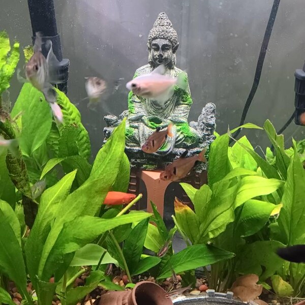 Meshtastic Nodes Ready Out of the Box Get 2 Nodes 915mhz Radio Node W ...