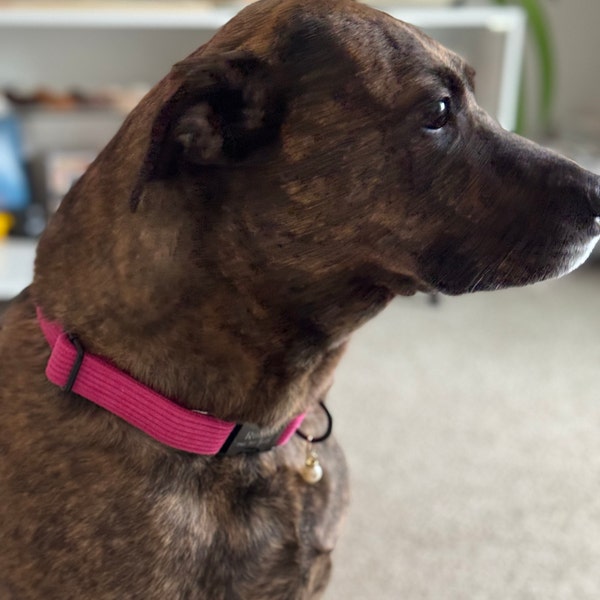 Multiple Colour Corduroy Personalise Dog Collar Leash Set With Bow,blue ...