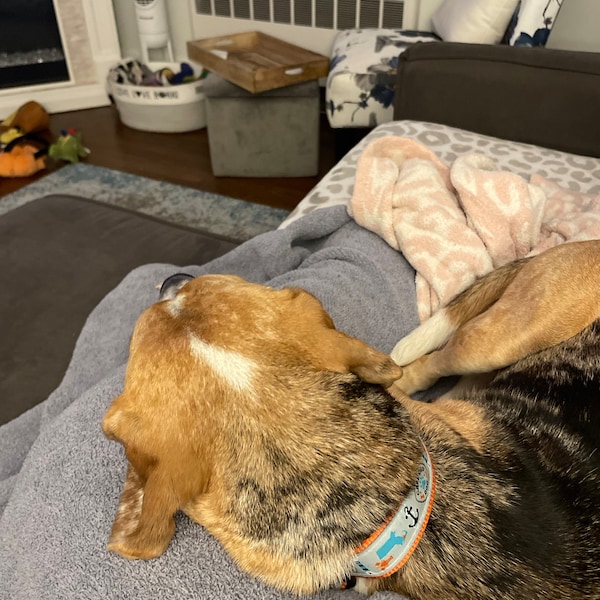 Cape Cod Dog Collars - Etsy