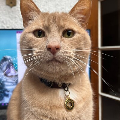 Sun and Moon Pet Collar Charm, Cat Collar Charm, Moon Dog Collar Charm ...