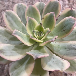 Live Succulent Arrangement in Two-tone Ceramic Bowl, Succulent Planter ...