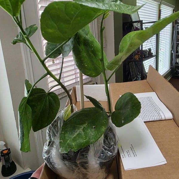 Athens Blue Princess Glory Bush Plant~~tibouchina Urvilleana~small ...