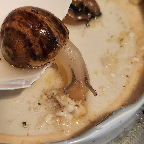 Sampler Pack #1 - Multiple Flavors of Snail Food - Protein Based Snail ...