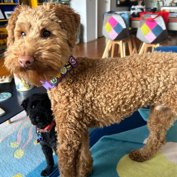 Teenage Mutant Ninja Turtles TMNT Print Small/medium/large Handmade Dog ...