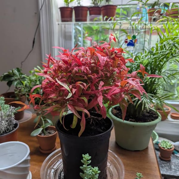Moon Bay Heavenly Bamboo (nandina Domestica) - Etsy