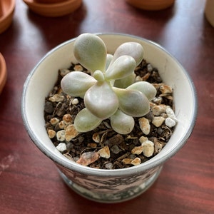 Rare Pink Moonstone Succulents Pink Pebble Rosette Plants | Etsy