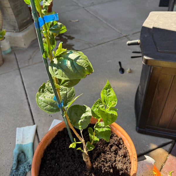 Kesar Mango Tree Plant (mangifera) Indian Queen Variety Grafted 2ft ...