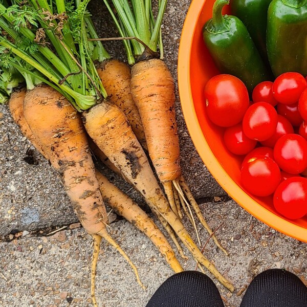 Mountain Princess Tomato Seeds Red Tomatoes, Heirloom Tomatoes, Organic ...