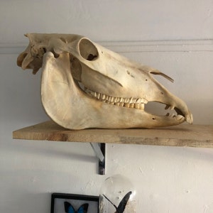 Turkey Skull Died by Natural Causes. - Etsy