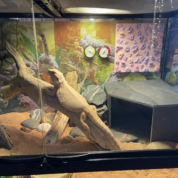 8”x8” 3D Printed Climbing Wall PANEL for Bearded Dragons & Other ...