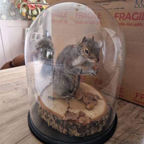 EMH Handmade Glass Display Cover Cloche Bell Dome With Knob Tall 14.5 ...