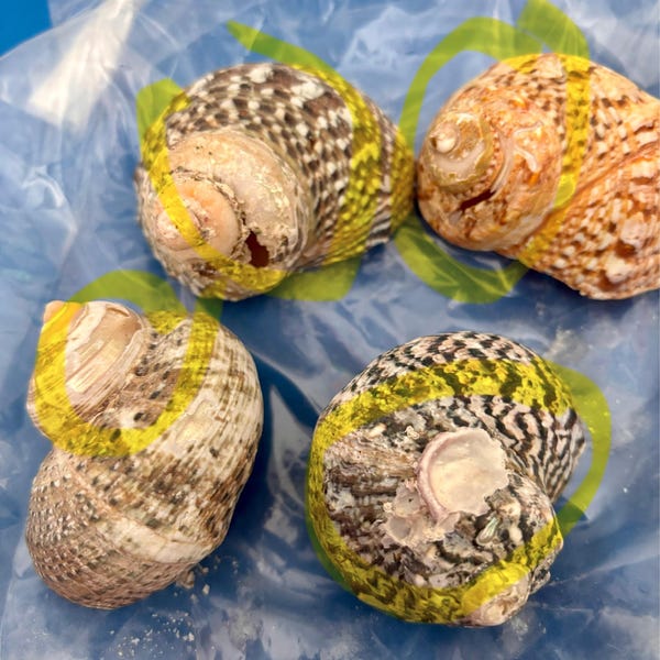 Nessastores- Mexican Deep Sea Shell Beach Craft Scallop 2 1/2" - 3" (20 ...