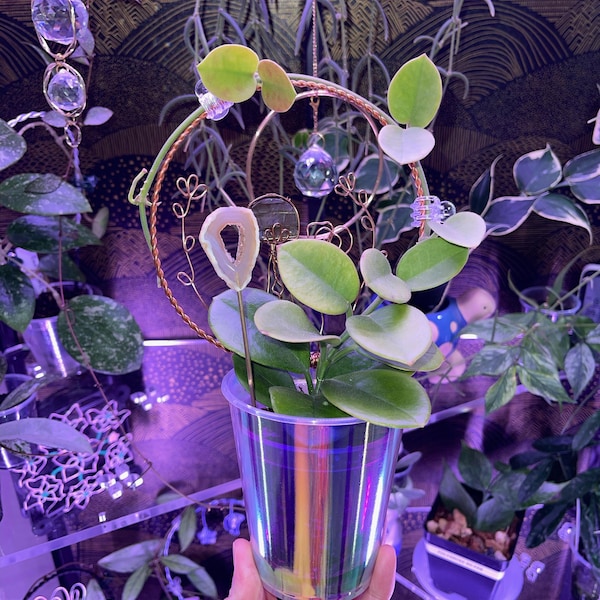 Twisted Copper 8 Inch Hoop Trellis Floral Moon Trellis Flower Hoya ...