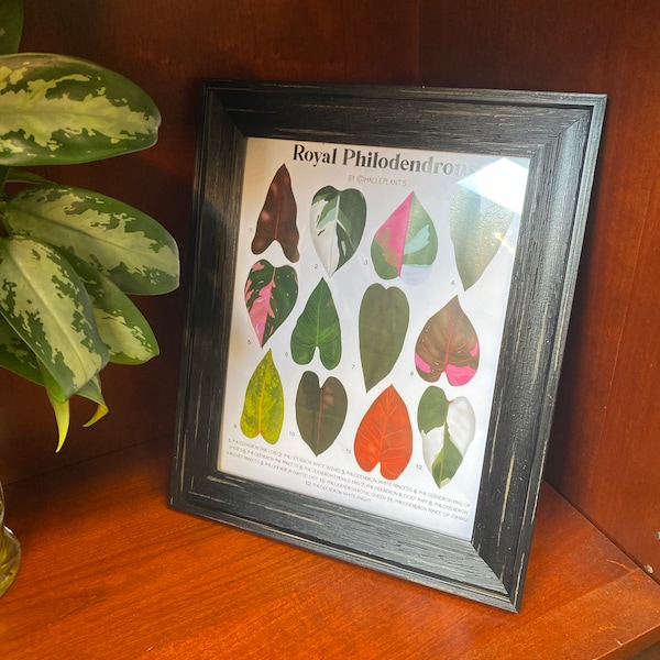 Scindapsus Varieties - Plant Identification Chart - Digital Download - Etsy