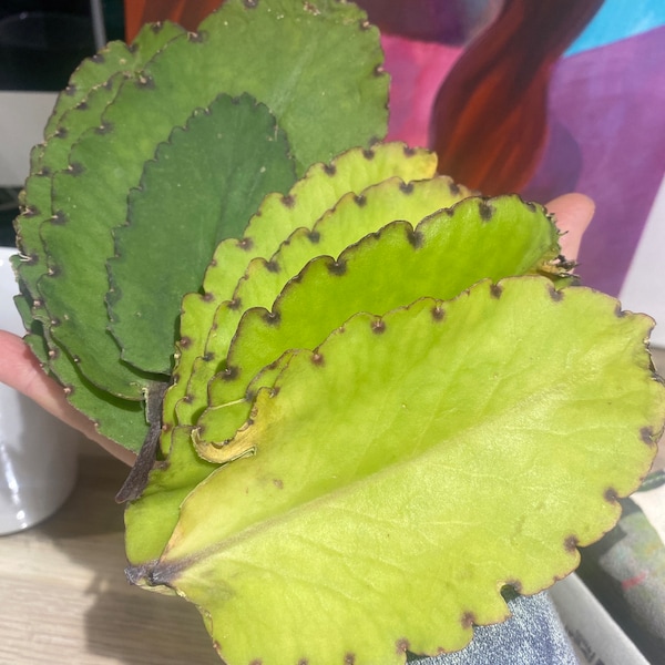 Wildcrafted Jamaican Cerasee (momordica Charantia) | Bitter Melon Dried ...