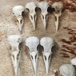 Ten Assorted Wild Bird Feet for Art and Craft Projects - Etsy