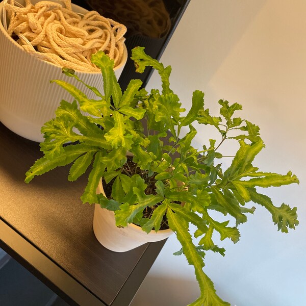 Flowerpotnursery Moonlight Fern Cretan Brake Fern Pteris Cretica Mayii ...