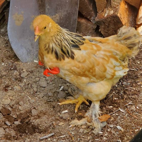 3D Printed Chicken Arms Velociraptor T-rex Dinosaur Arms - Various ...