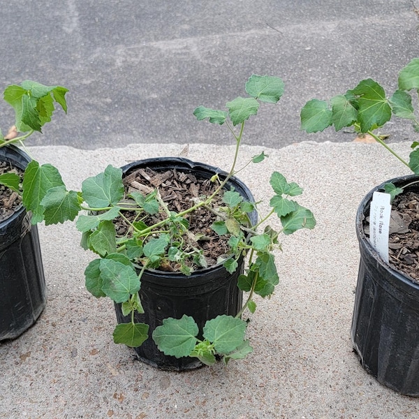 Pavonia, Rock Rose, Mallow 1 Gallon Live Plant - Etsy