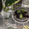 Hoya Polypus Pink Flower With Splash Rooted Plant Rare Hoya Collector's ...