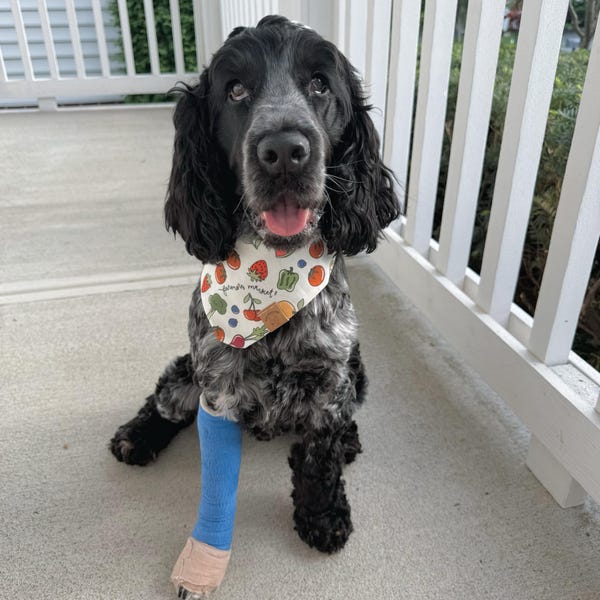 Fil A Dog Bandana | Chicken Nugget Dog Bandana | Chick Dog Bandana ...
