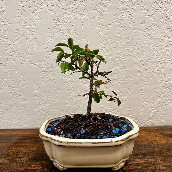 Dwarf Mini Weeping Cherry Bonsai Tree That Flowers 3x a Year and Fruits ...