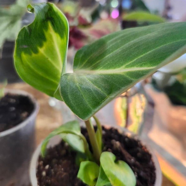 Ficus Elastica Melany Rubber Tree Starter Plant ALL Plants Require You ...