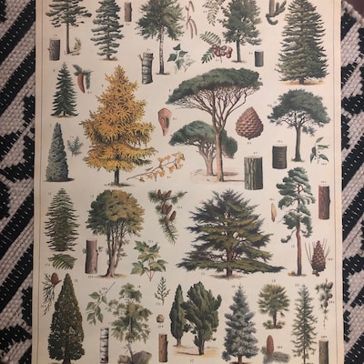 Tree Print Tree Species Wall Art Trees Print Vintage Trees Poster ...