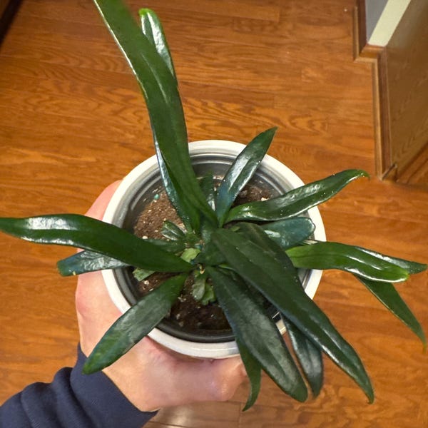 4" African Violet “cabbage Patch” - Etsy