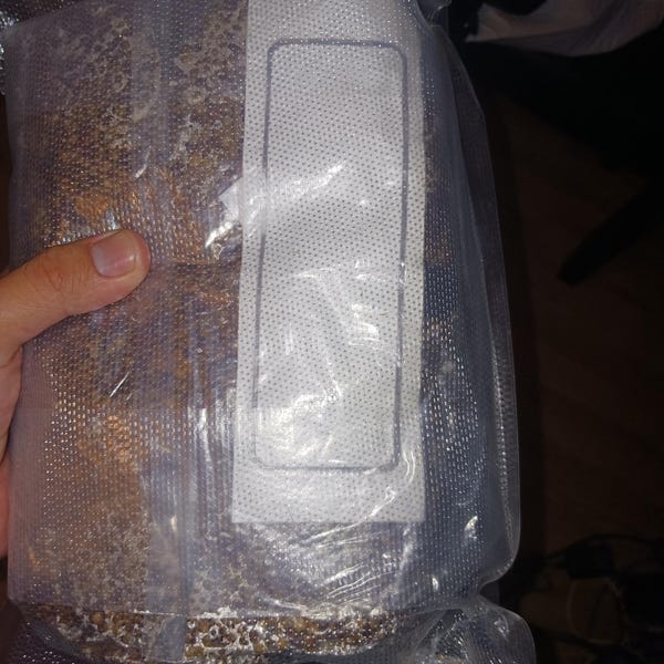 3 Pack | 5lb Milo Sorghum Grain Spawn| Sterilized Grain for Mushrooms ...