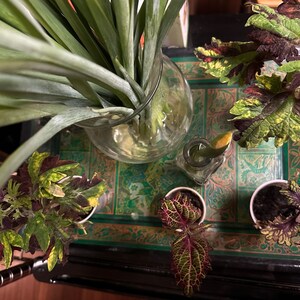 Stackable 3-tier Planters 3 Levels/9 Pots, Small Live Plants ...