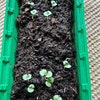 총각무, 알타리무 Seeds 40 Altari Radish Seeds AKA Bachelor Radish - Etsy