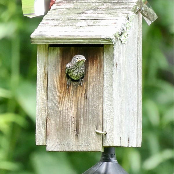 Insulated Roost Box for Songbirds | Cedar | Predator Guard ...