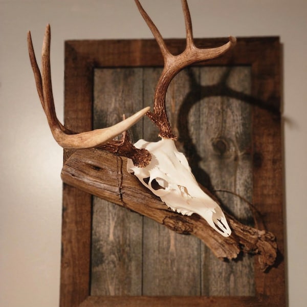 European Mount Plaque - Custom Built - Etsy