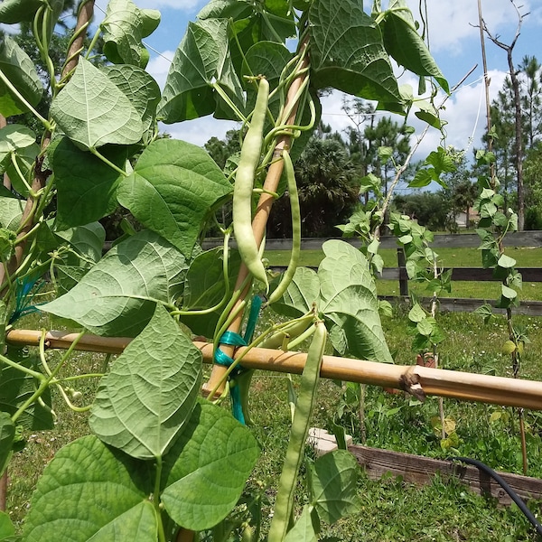 30 BAI BU LAO Romano Pole Bean Seeds; Baibulao; Whitish Flat Beans With ...