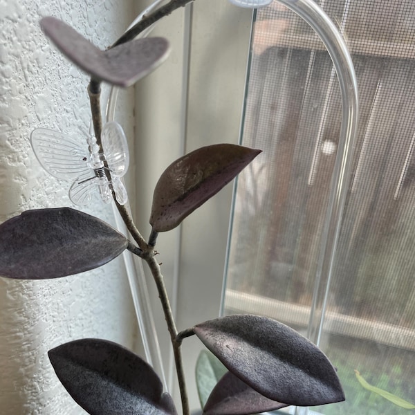 Clear Acrylic Hoop Trellis | Climbing Plants Support - Etsy